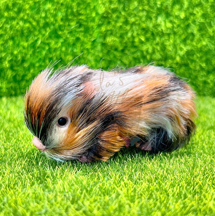 Home To Collectible Pets | Shop Silicone Animals, Plushies And Gifts ...